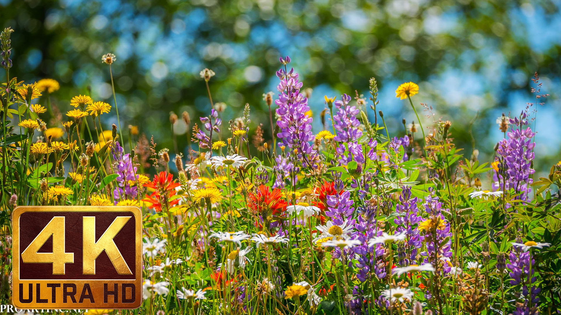 4K Nature Relaxation Video – Flowers and Leaves – Episode 2 (2 hours ...