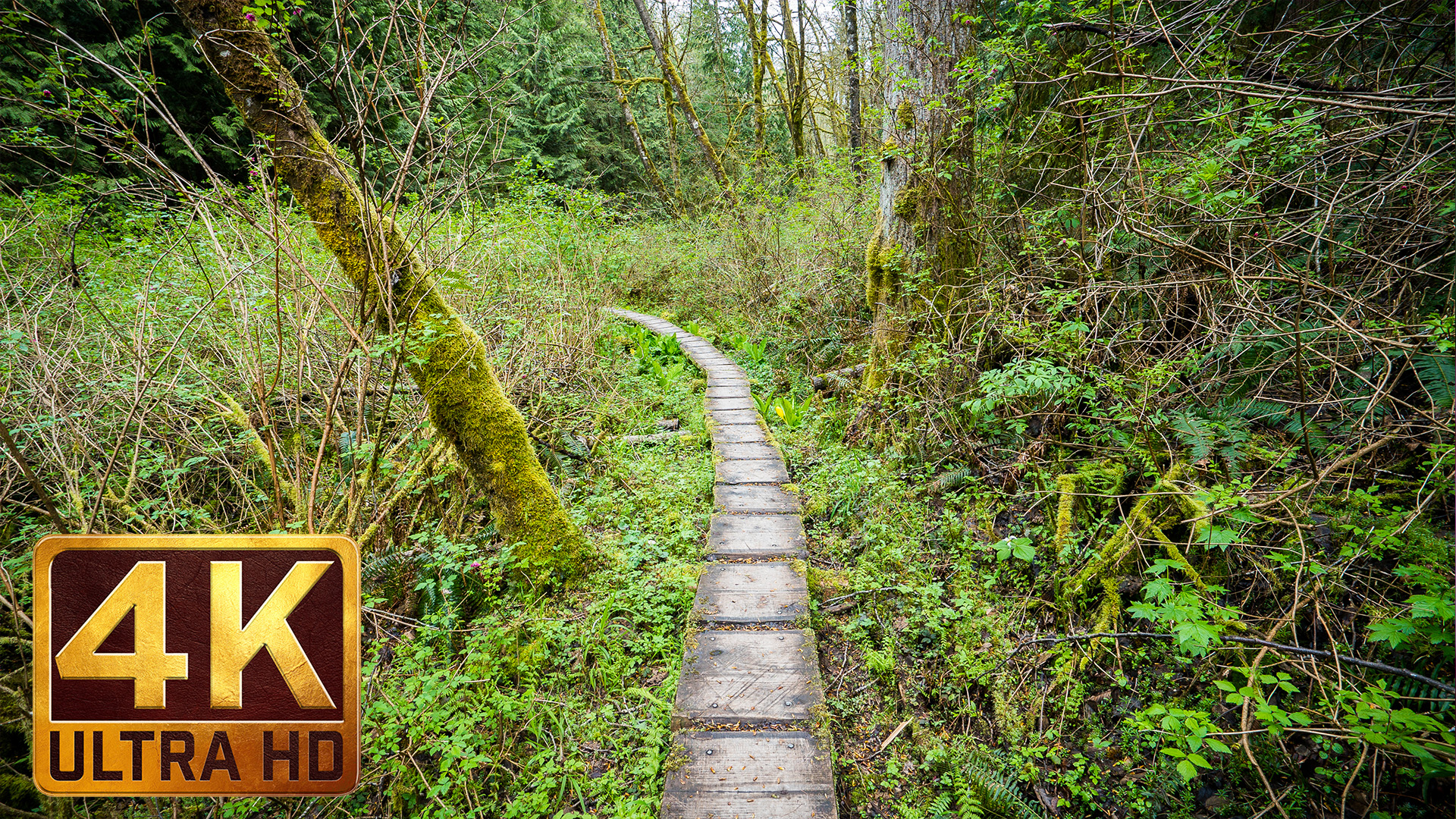 4K Ultra HD Forest Relax Video – Walking in the Woods. Episode 2 – 1.5 ...