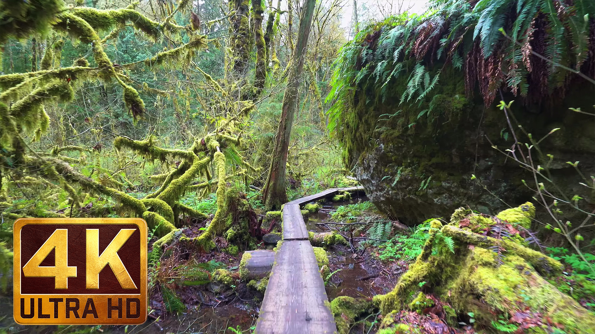 Walking in the Woods. Episode 3 – 4K (Ultra HD) Forest Scenery with ...