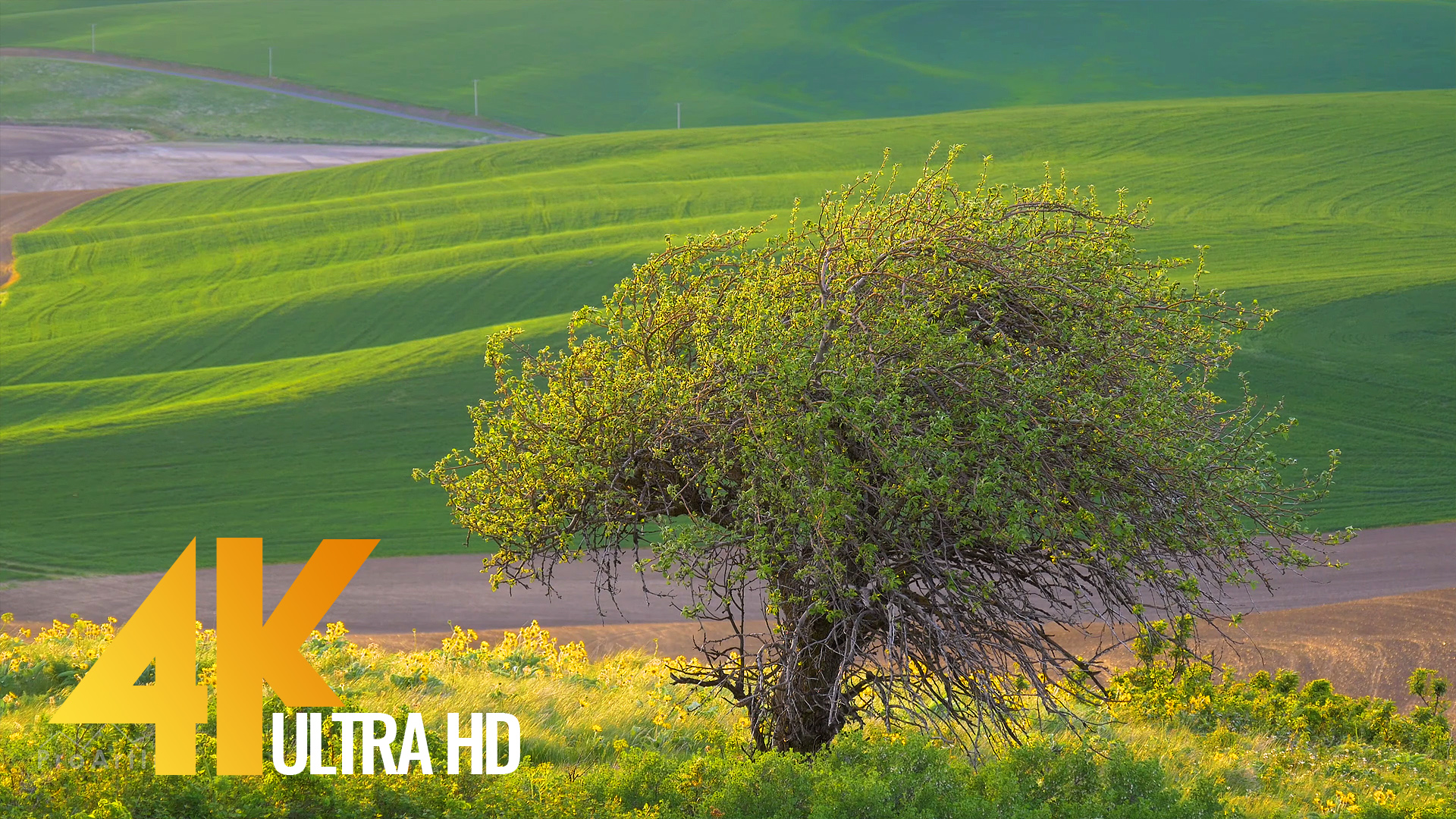 4K Nature Relax Video - Beautiful Tree - 1 HR | ProArtInc