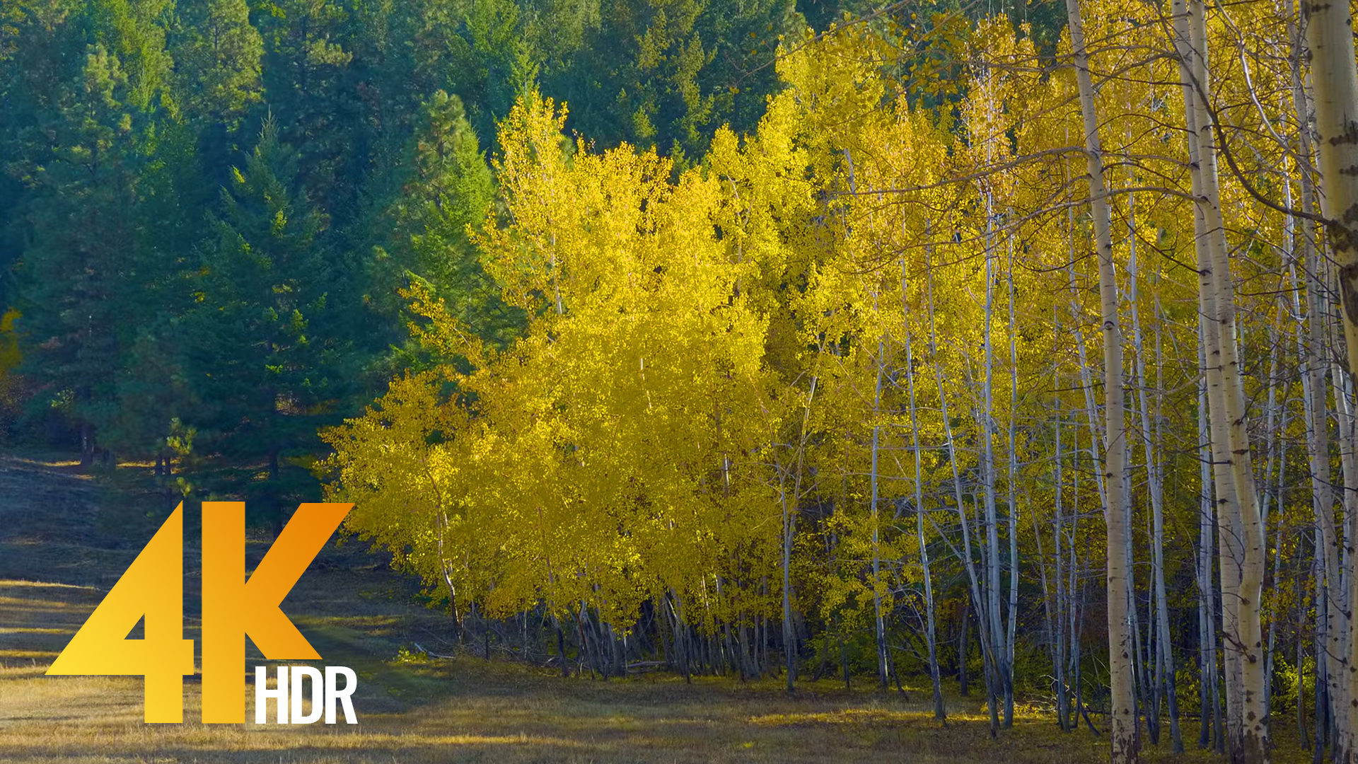 4K Nature Relax Video - Fall Foliage 1 | ProArtInc