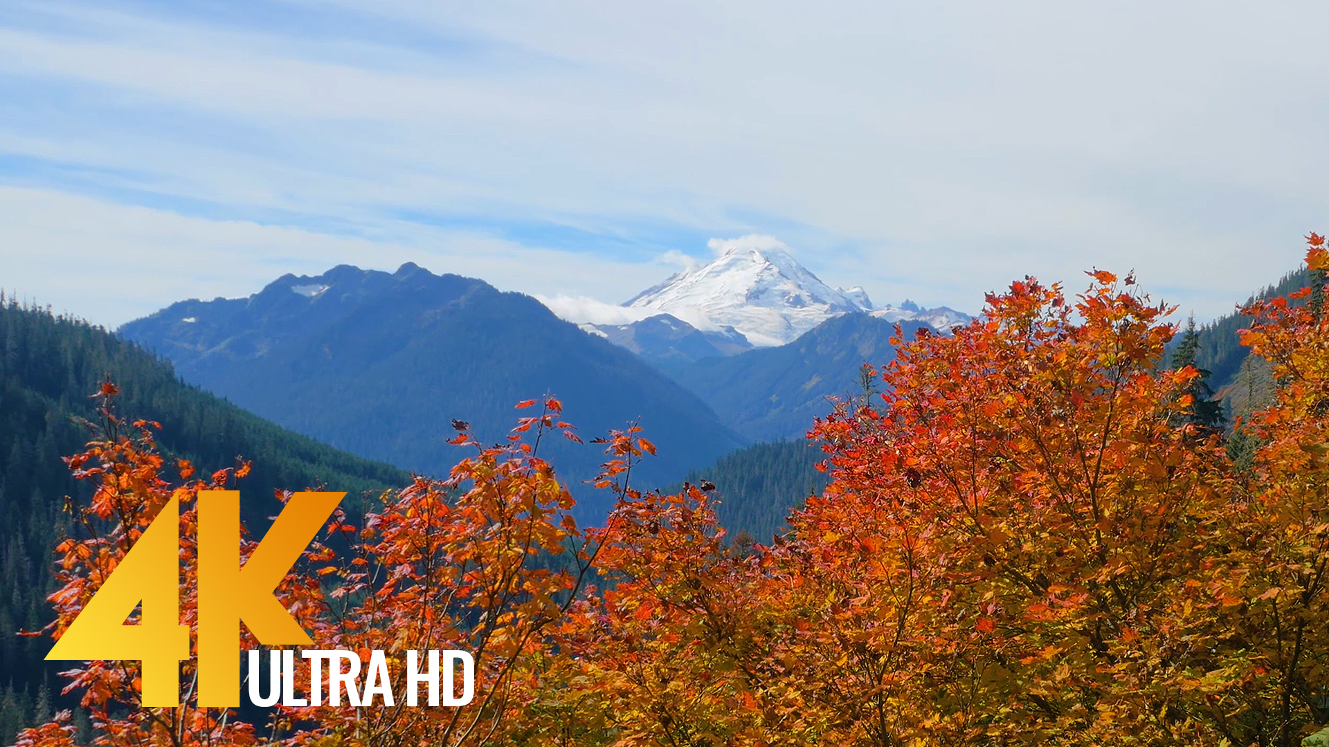 4K Fall Colours in WA/Fall Foliage in WA | ProArtInc