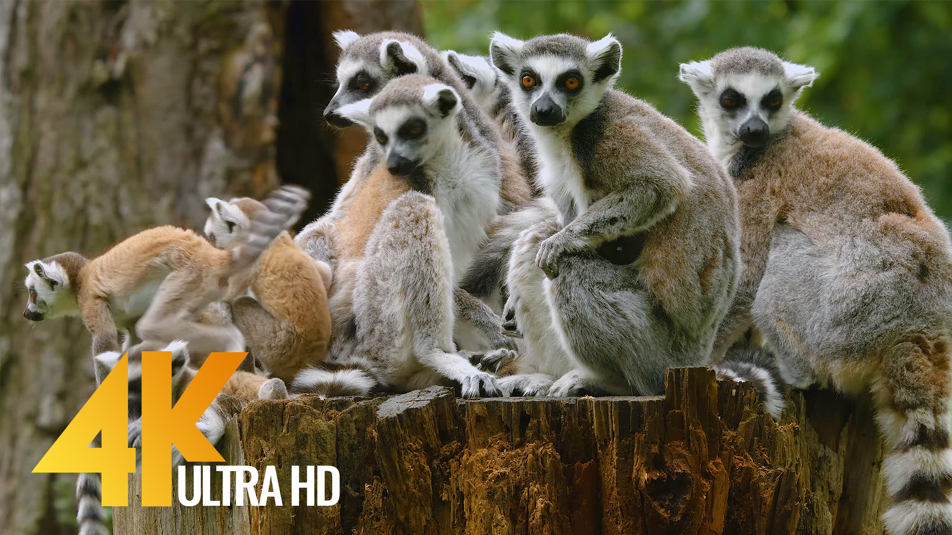 4K Wild Animals in Wroclaw ZOO, Poland | ProArtInc