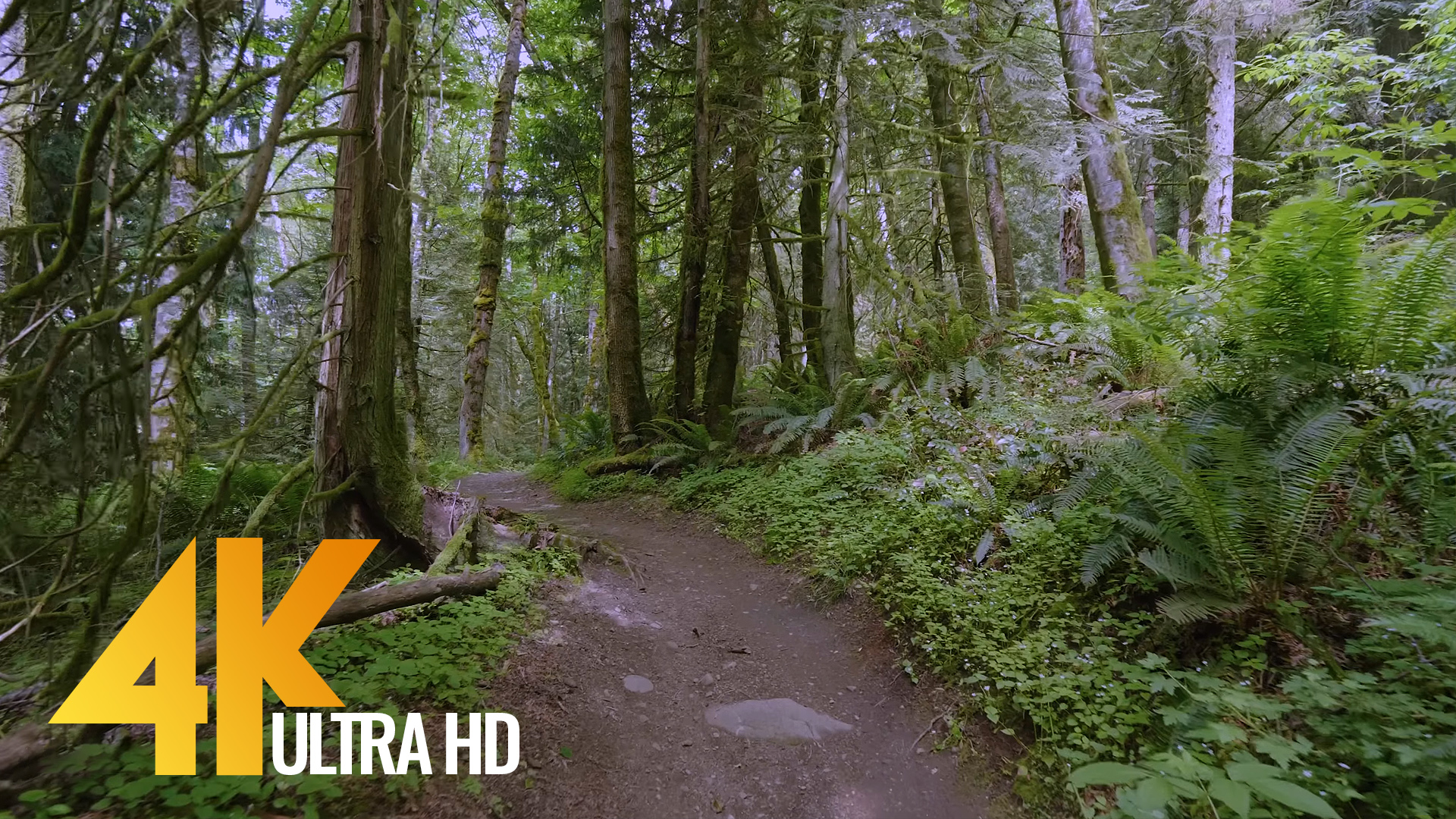4K Virtual Forest Walk - Walking in the Woods, Grand Ridge Trail ...