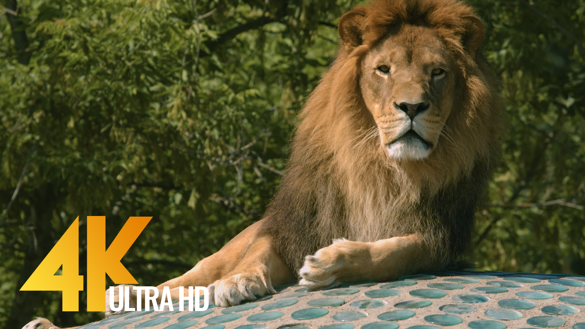 4K/4K HDR Zoo in Poland – Warsaw City Life Video | ProArtInc