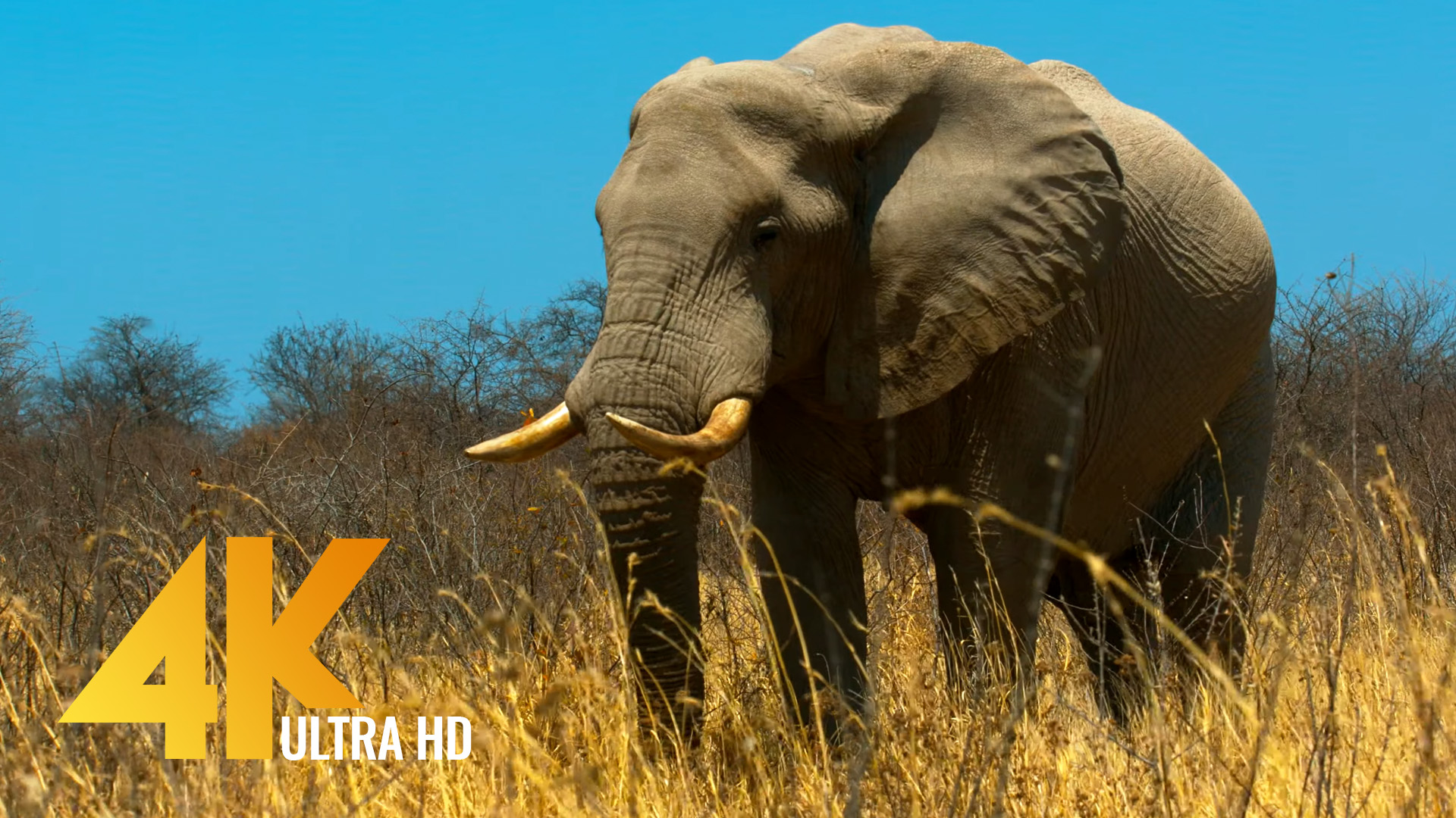4K African Wildlife - Elephants. | ProArtInc