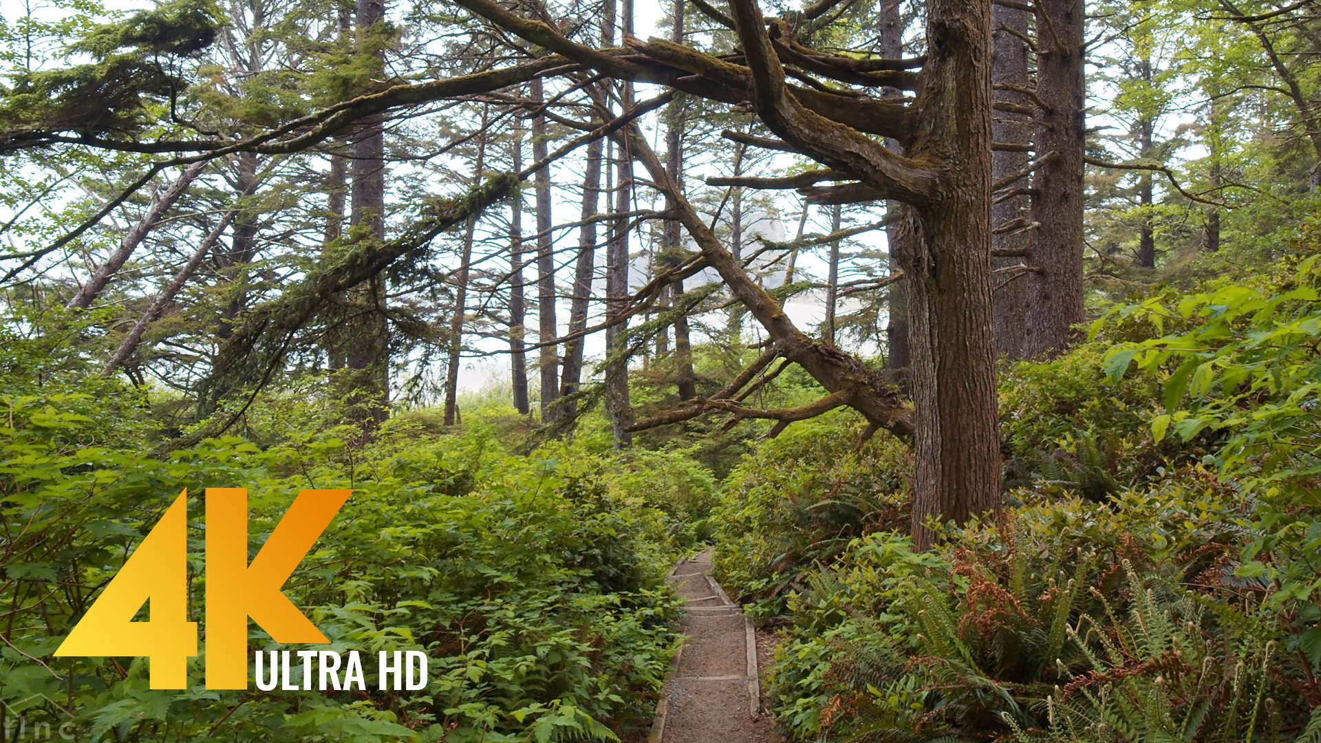 Deep Forest Hike 4K 10 bit - Through the Moss Forest to the Ocean ...