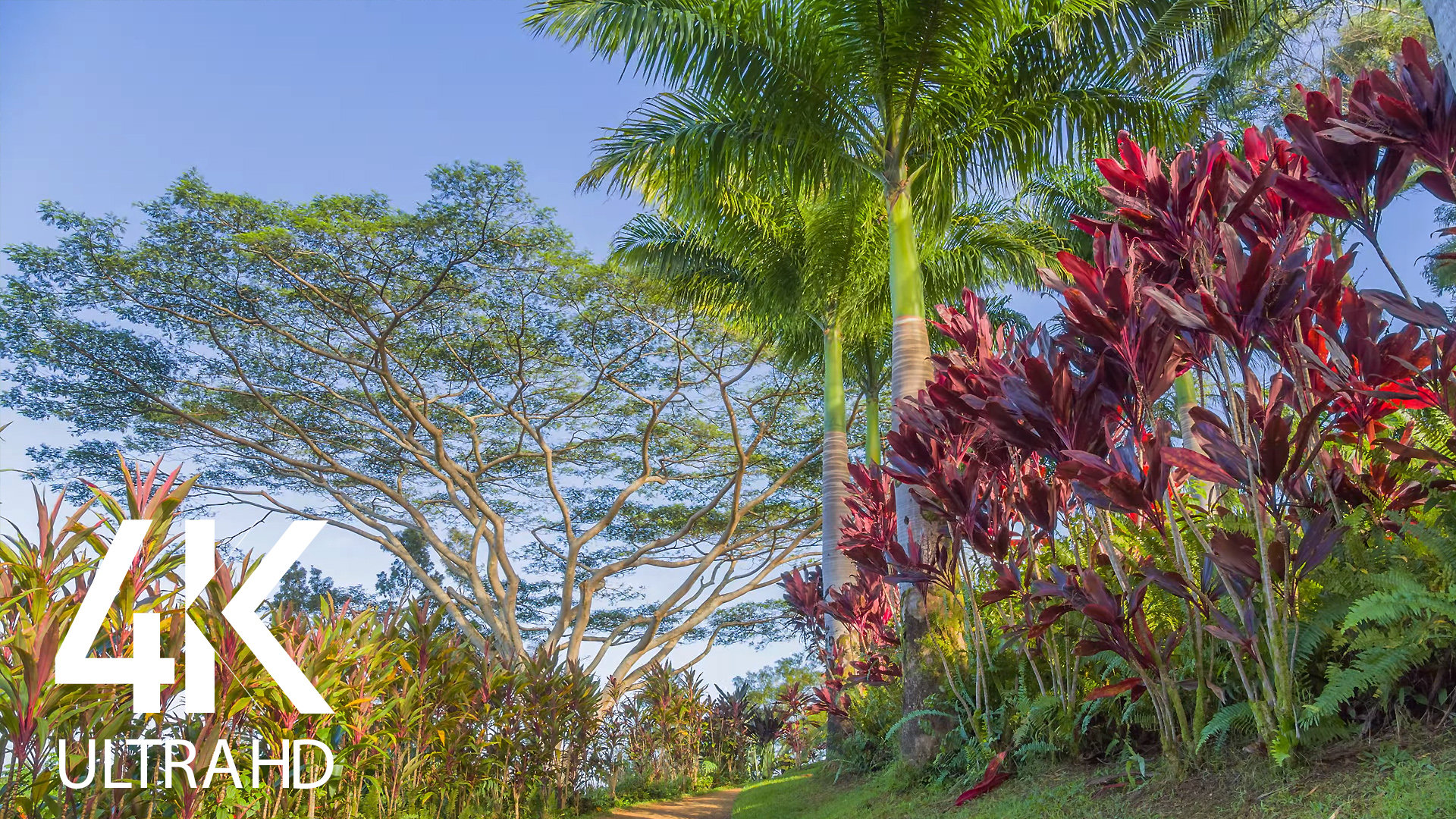 Garden of Eden, Maui, Hawaii/4K/4K HDR Nature Soundscapes | ProArtInc