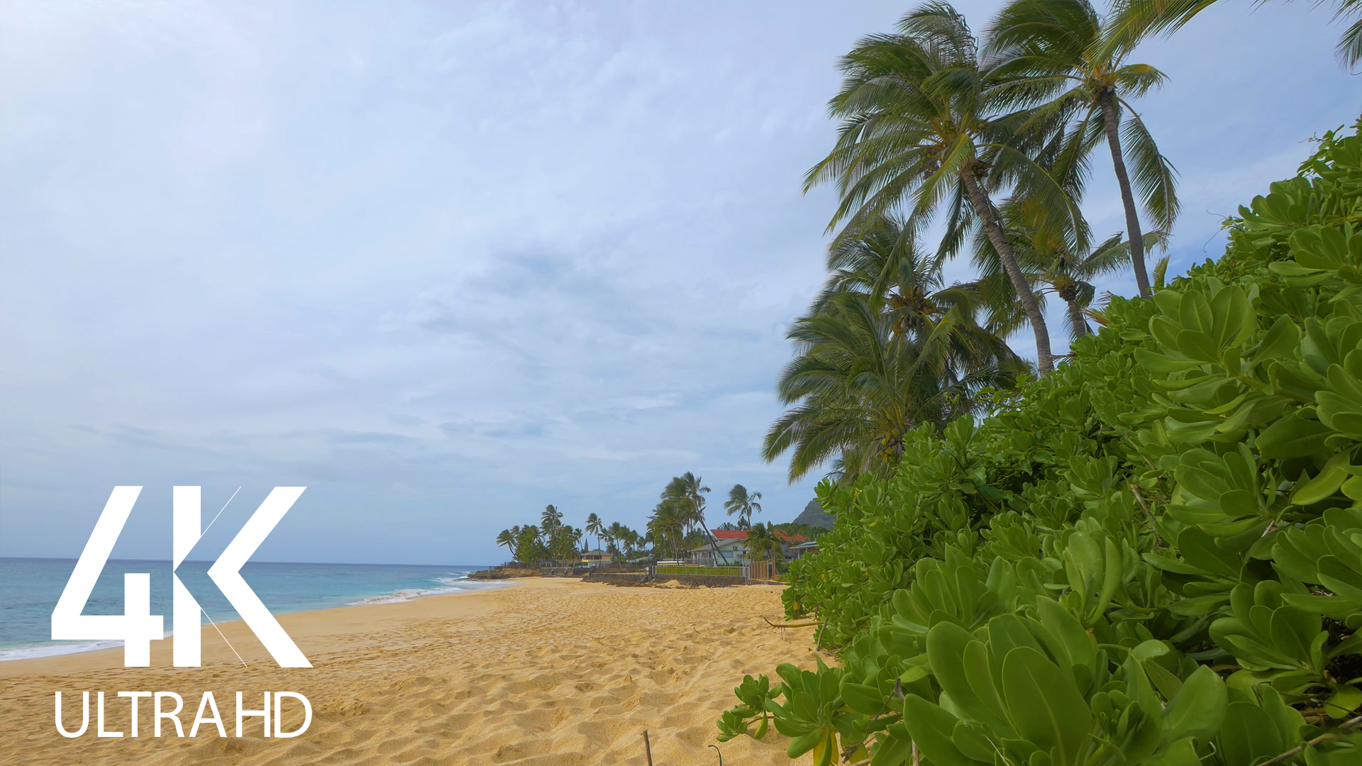 4K Nature Soundscapes – Palm Trees on a Tropical Hawaiian Beach – 8 HRS ...