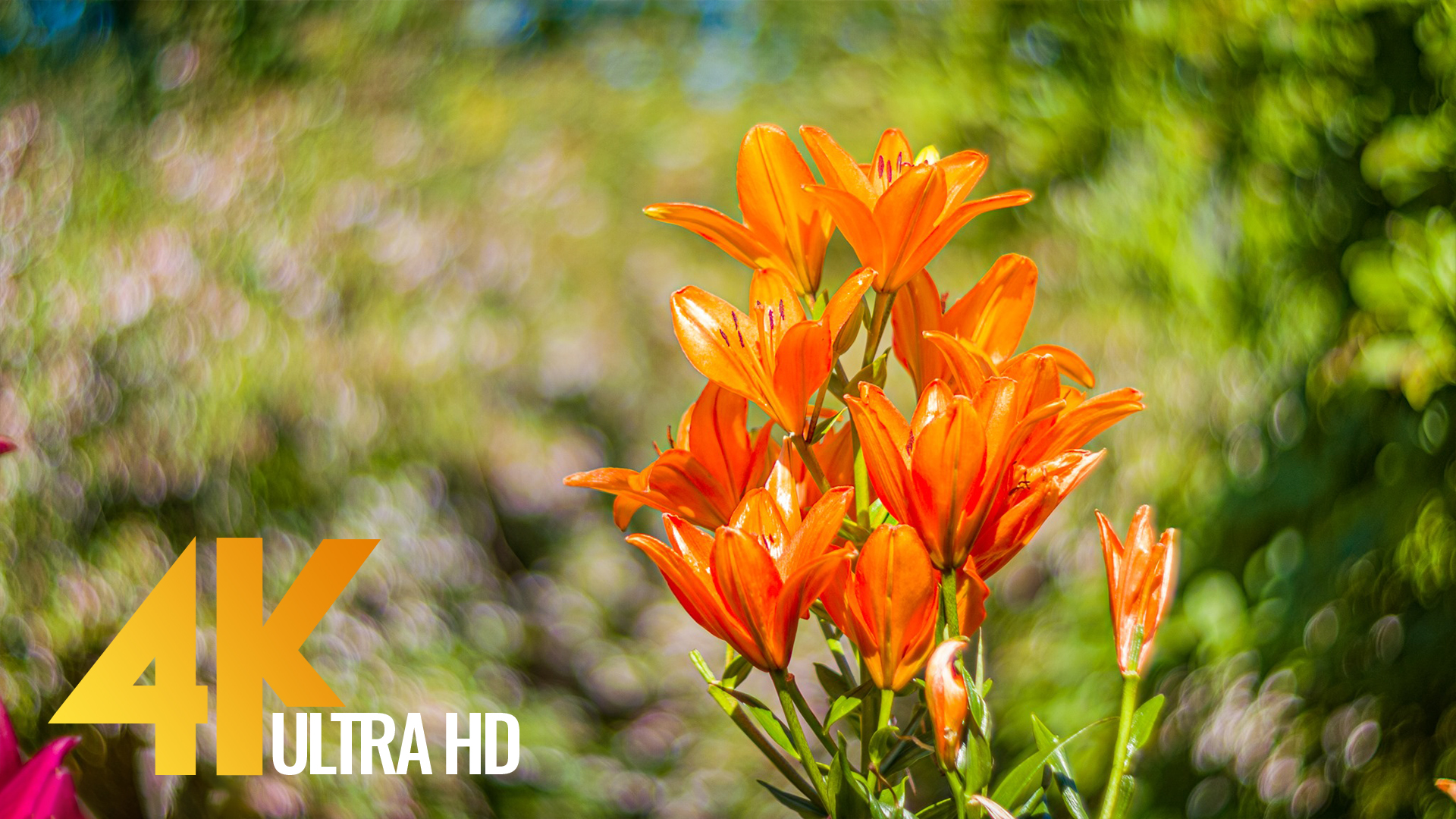 4K Backyard Flowers. Part 2 - 4K Nature Relaxing Video | ProArtInc