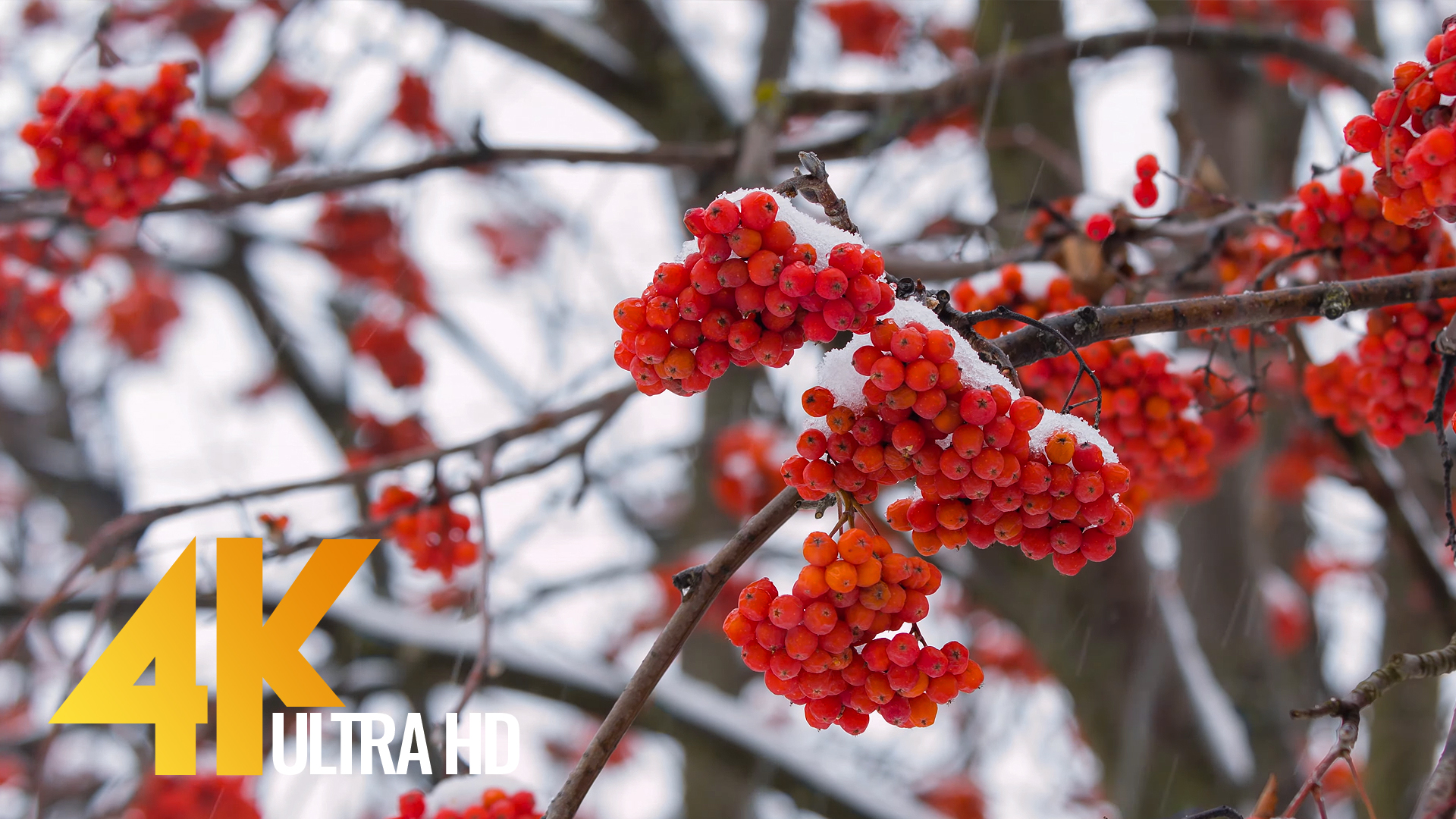 Rowan Tree in Winter - 4K nature Relax Video | ProArtInc