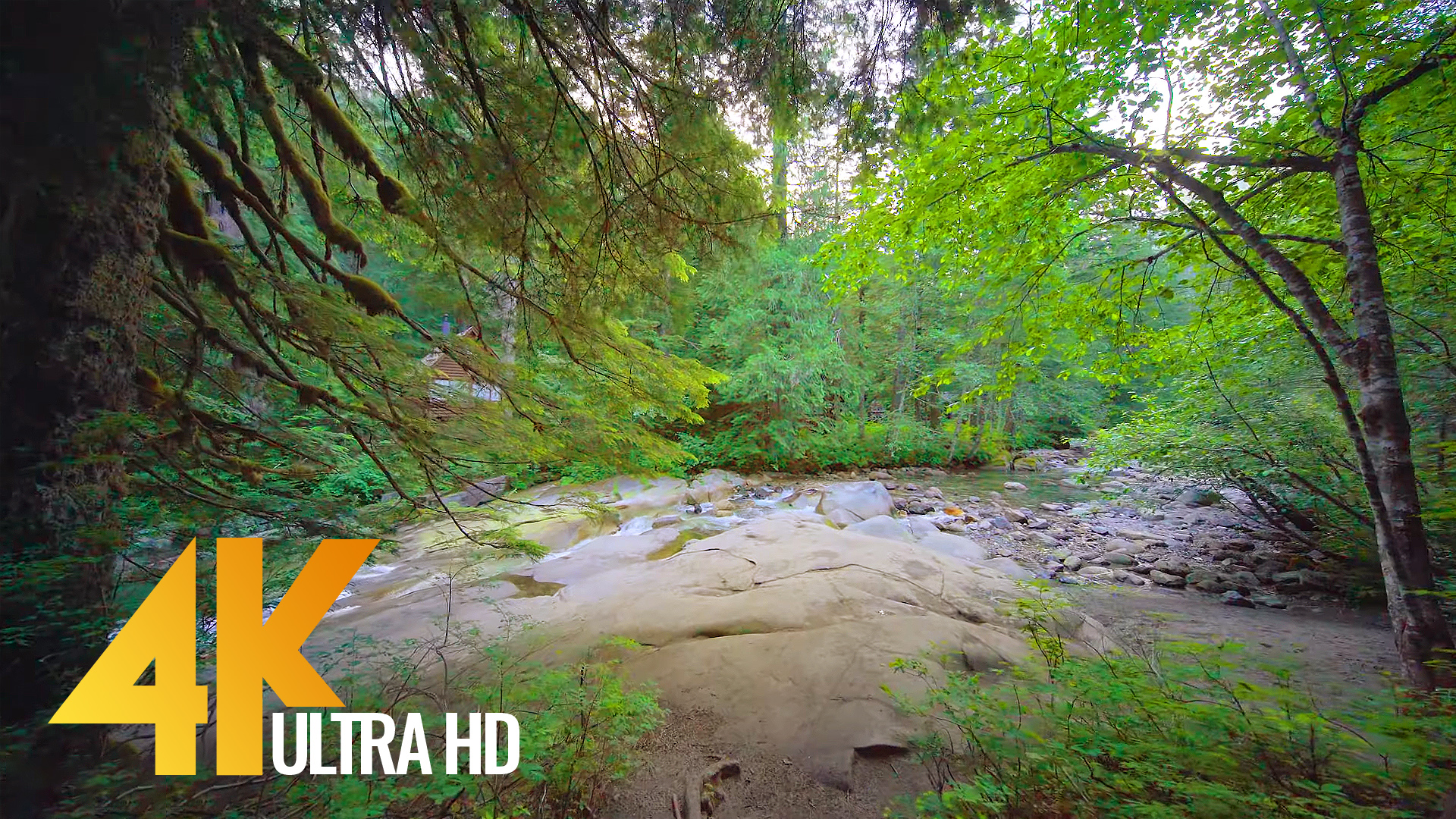 Franklin Falls Trail, USA - 4K Virtual Forest Walk | ProArtInc