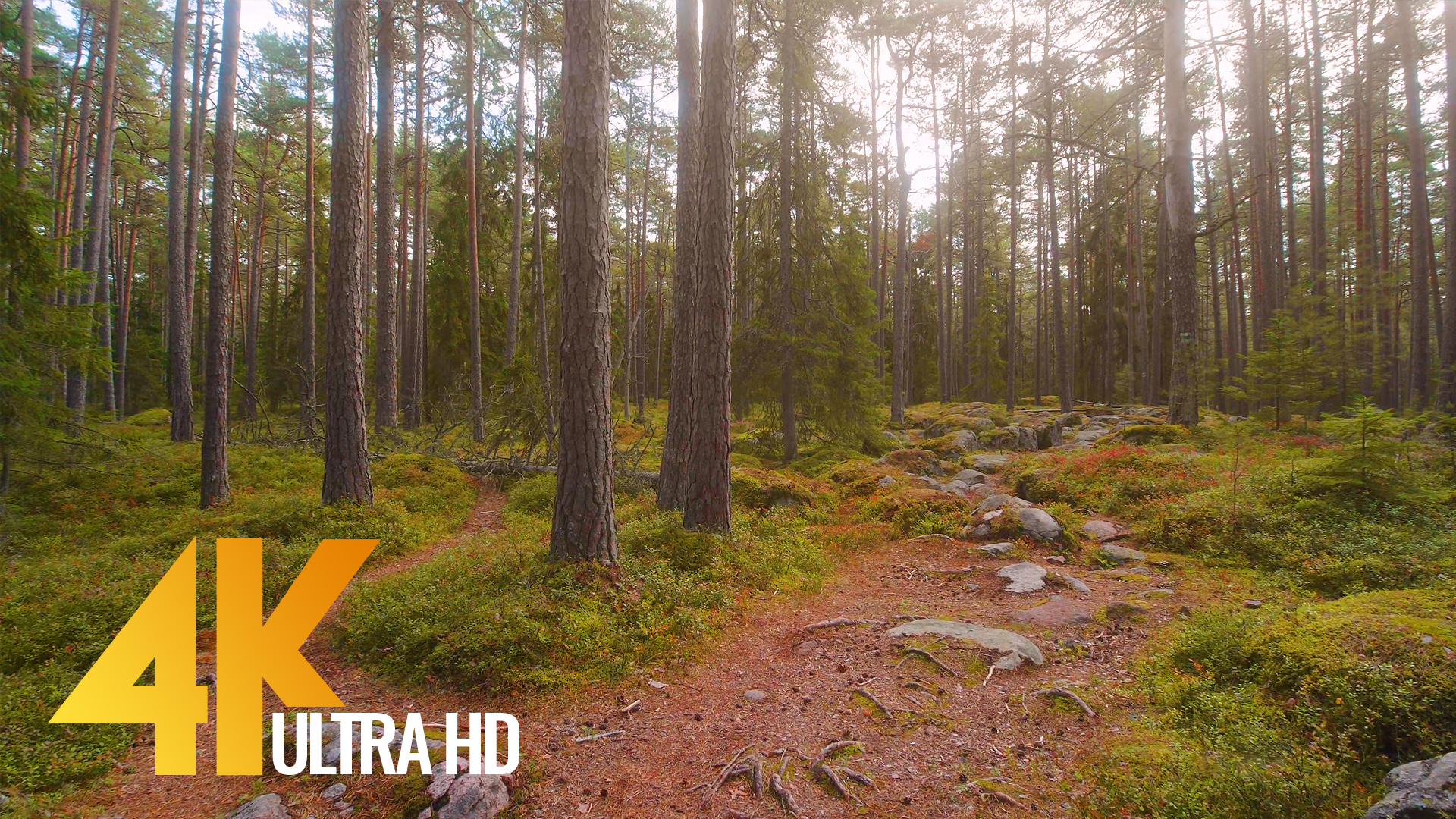 4K Virtual Hike in Lahemaa National Park, Estonia – Beautiful Forest ...