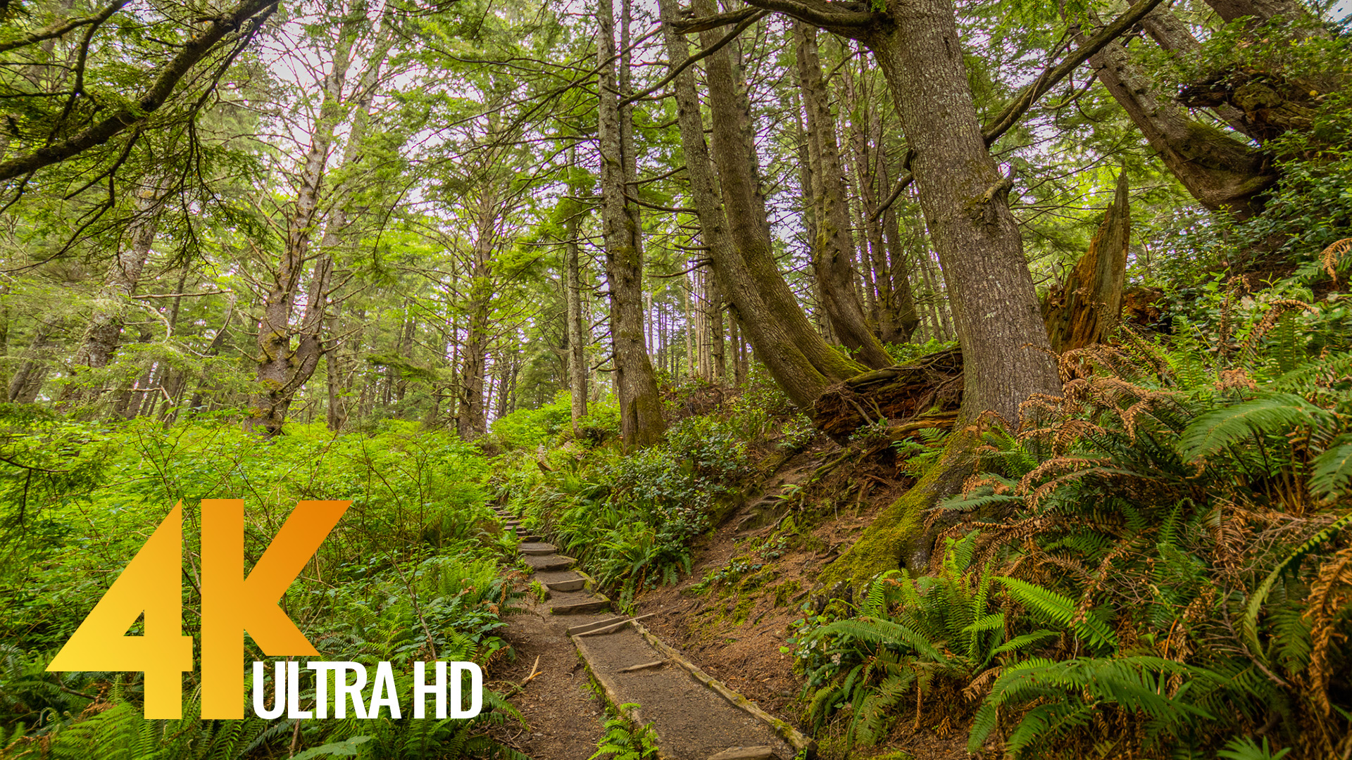 Iverson Railroad and Northwest Timber Trails - 4K Virtual Forest Walk ...