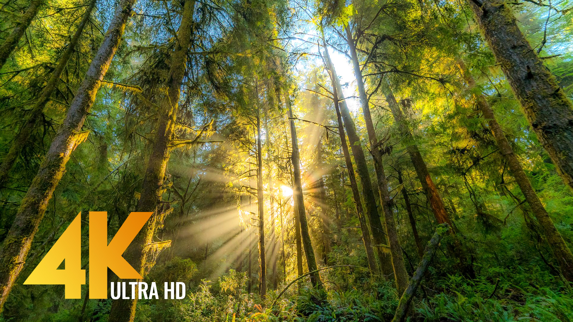 Forest Dreams 4K - 12 HOURS Relaxing VIdeo | ProArtInc