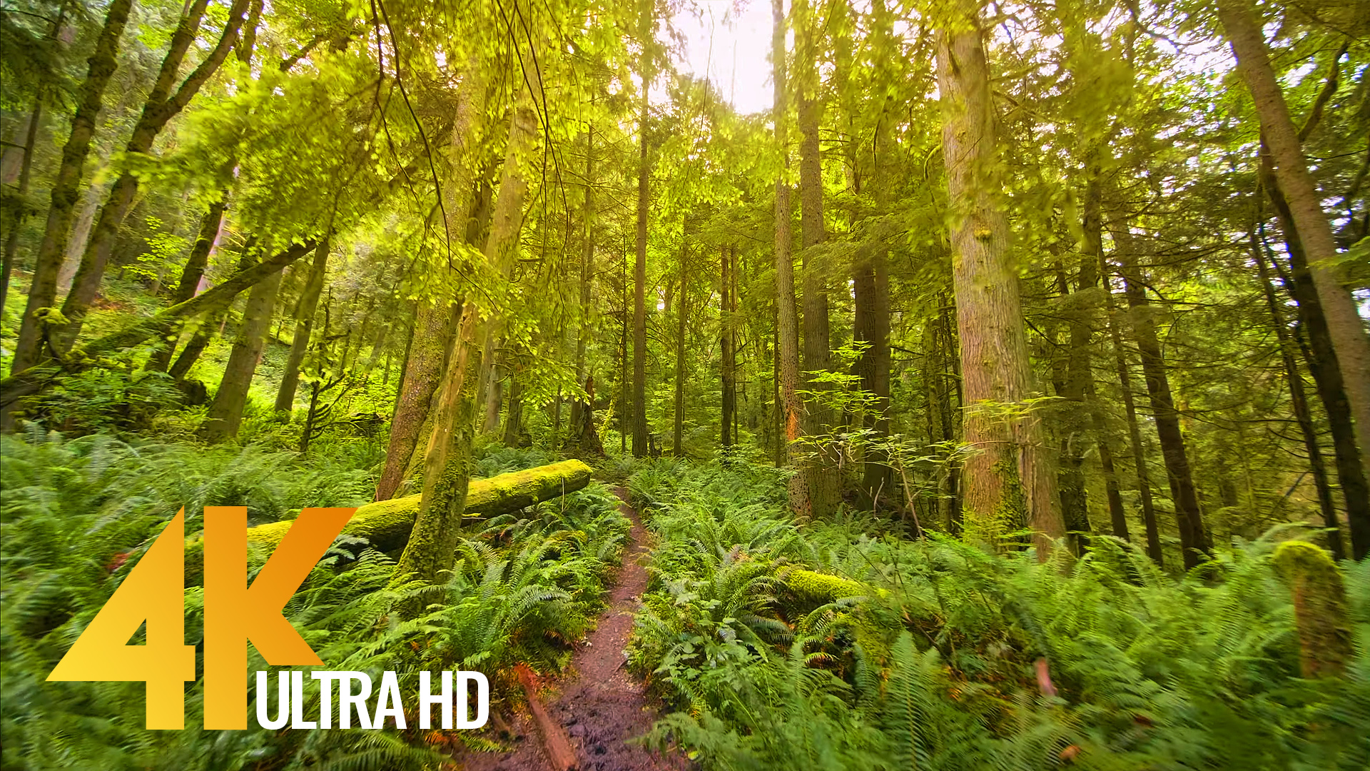 4K Relaxing Forest Walk, High Point Trail, Issaquah Area | ProArtInc