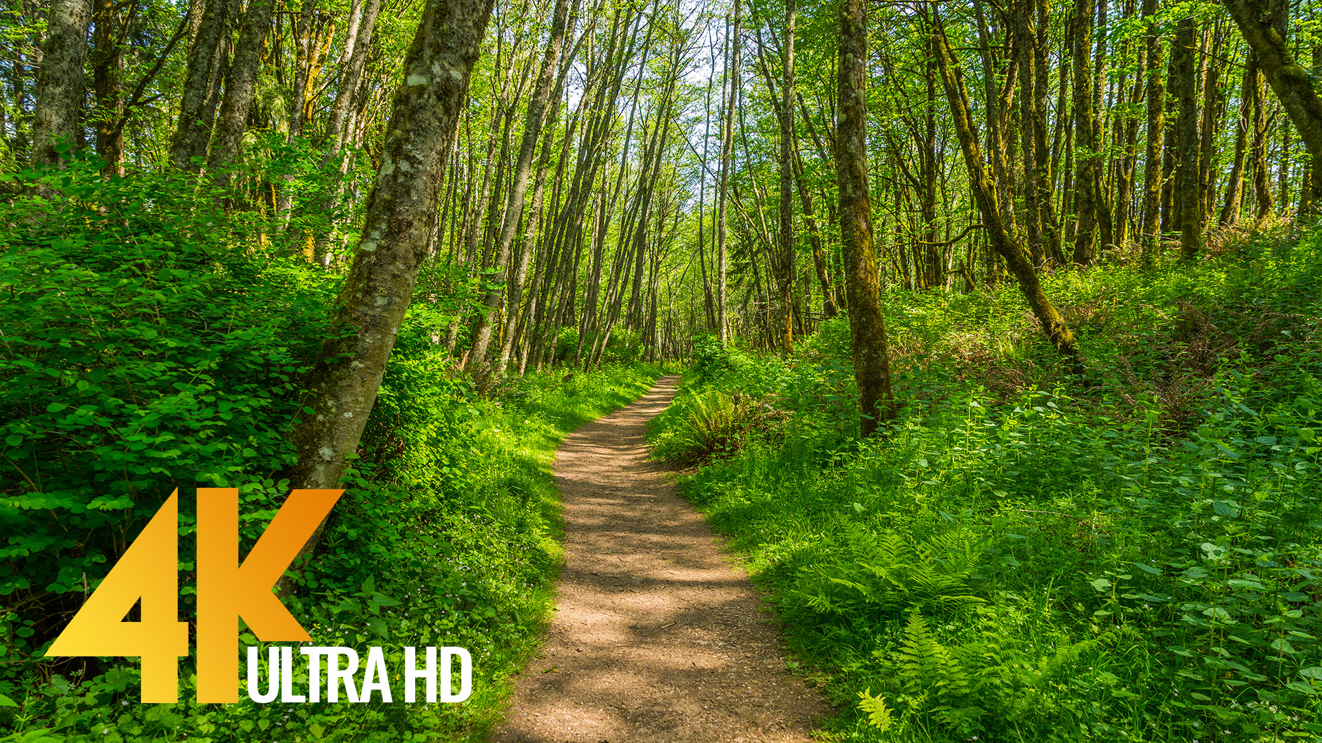 4K Virtual Hike on a Sunny Day with Forest Sounds - Licorice Fern Trail ...
