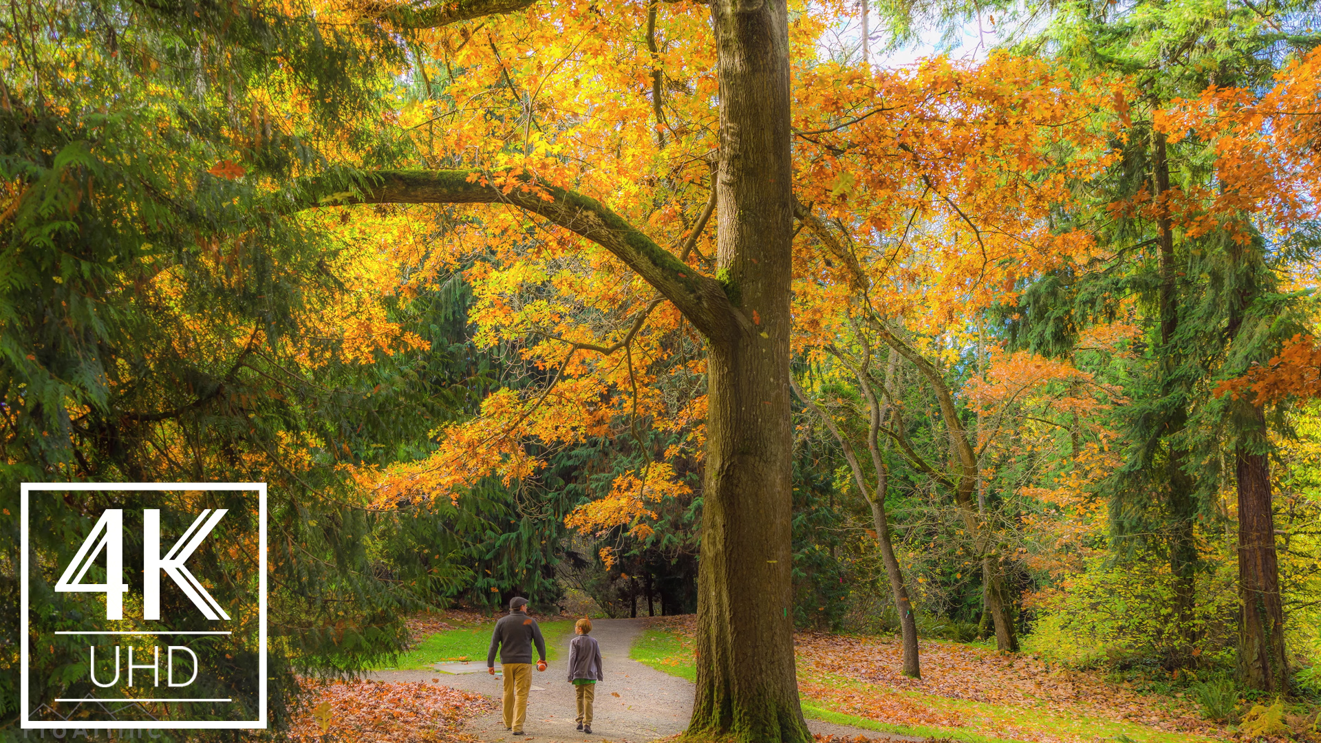 4K Animated Screensaver with Soothing Birds Singing - Fall Foliage ...