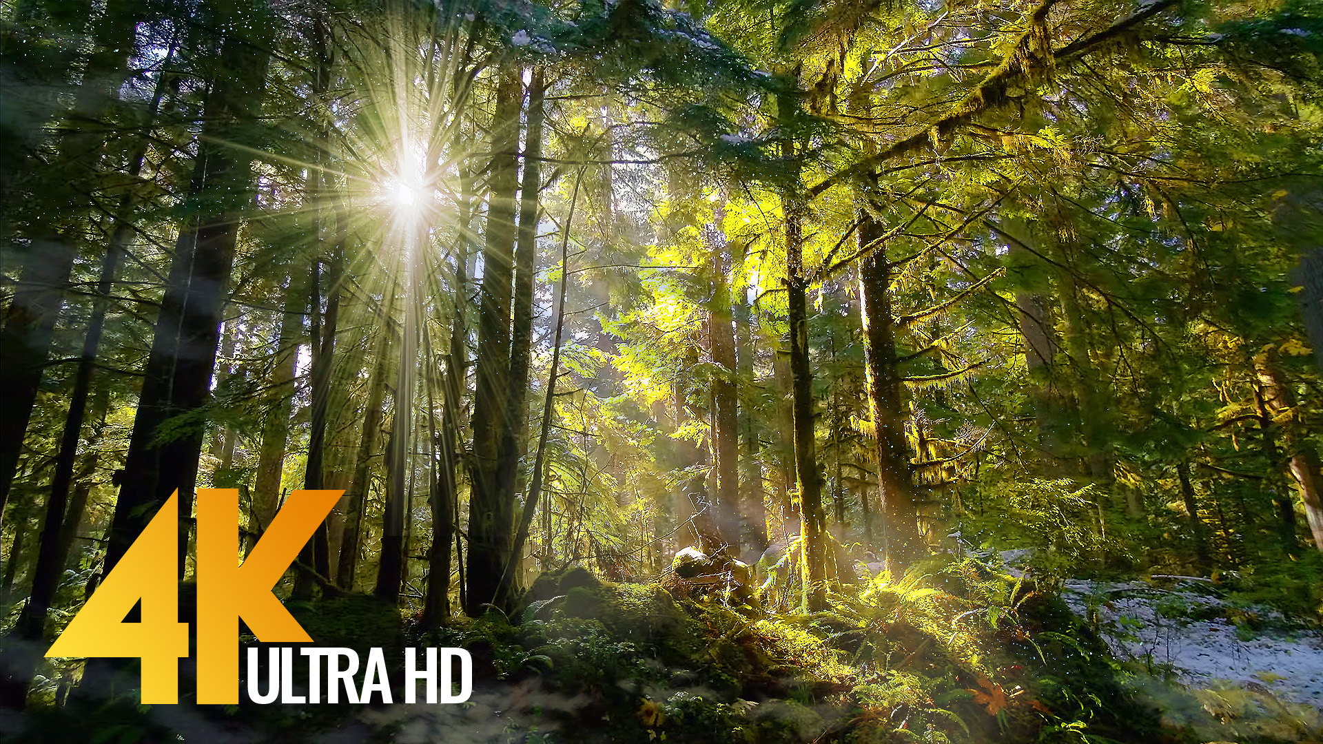 Forest Dreams - 4K Virtual Tour in Mossy Forest with Sunbeams bursting ...