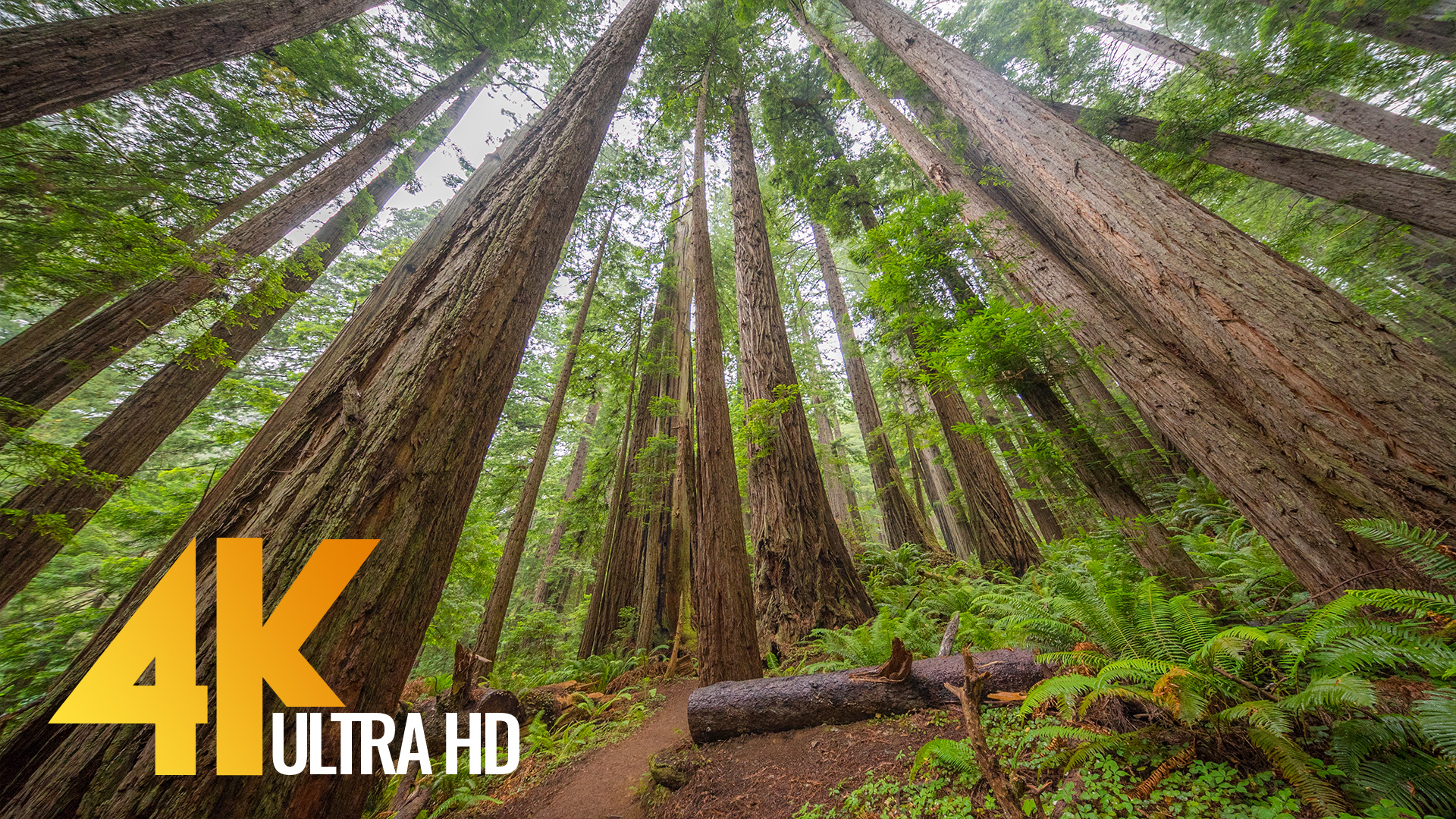 4K Nature Walk along Trail of the Cedars, North Cascades - Virtual ...