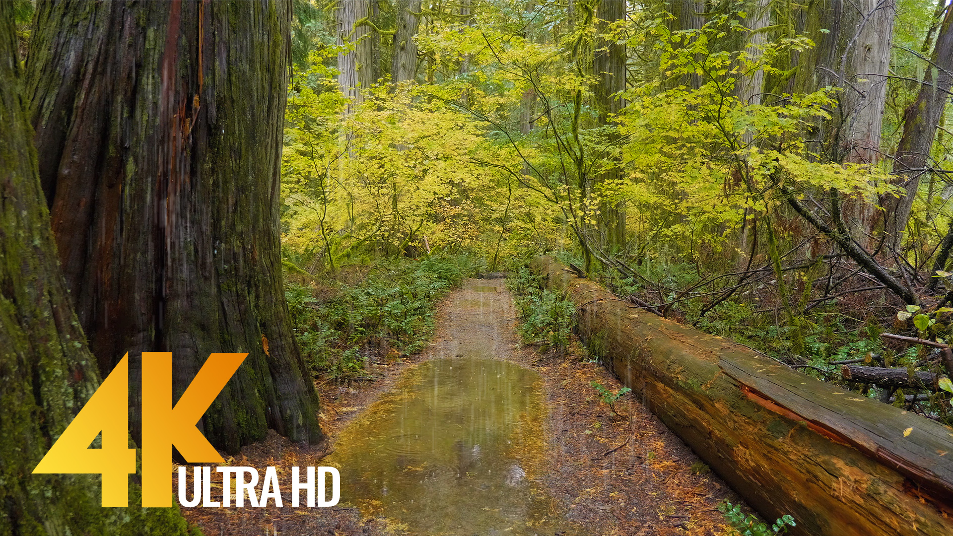 4K Rain in the Forest - Rainy Autumn Day in North Cascades NP - Nature ...